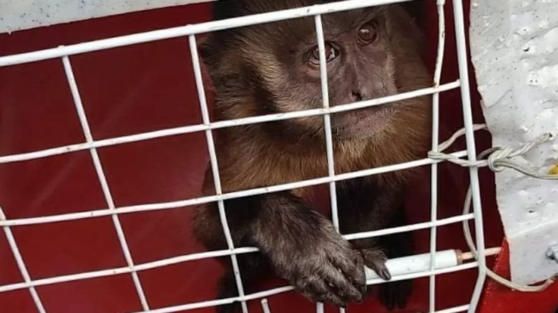 Famoso nas redes por amolar faca em muro, macaco chico é finalmente ...