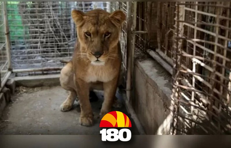 Menino morre após invadir jaula e ser mordido por leoa - 180graus - O ...