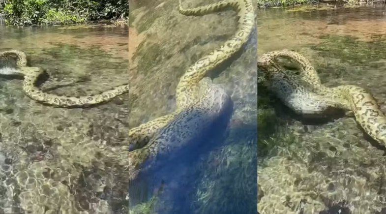 Vídeo: Sucuri é flagrada após engolir capivara em rio de águas ...