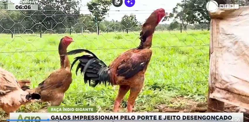 Galo índio gigante: conheça a ave desengonçada que cativa produtores ...