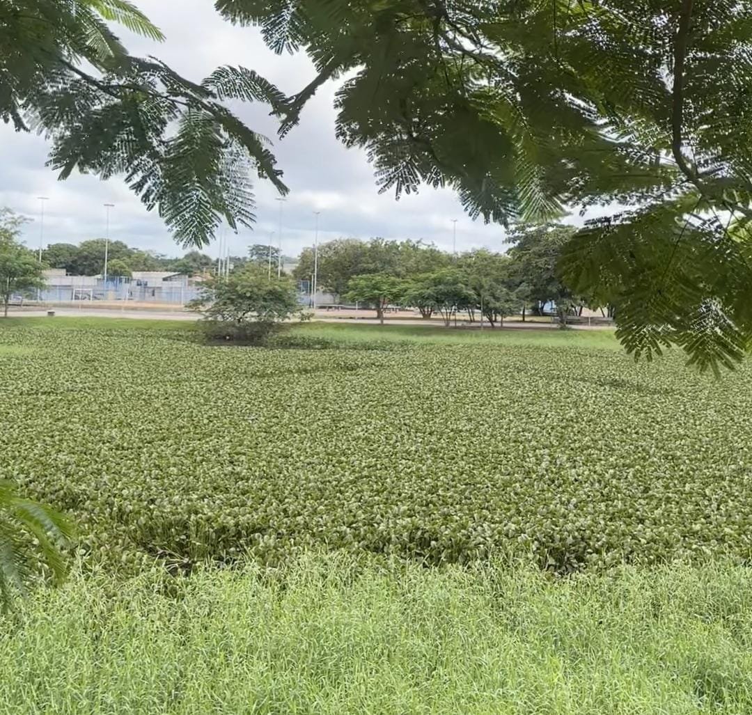 Lagoa do Parque Matias Matos sofre com aguapés e recebe atenção da ...