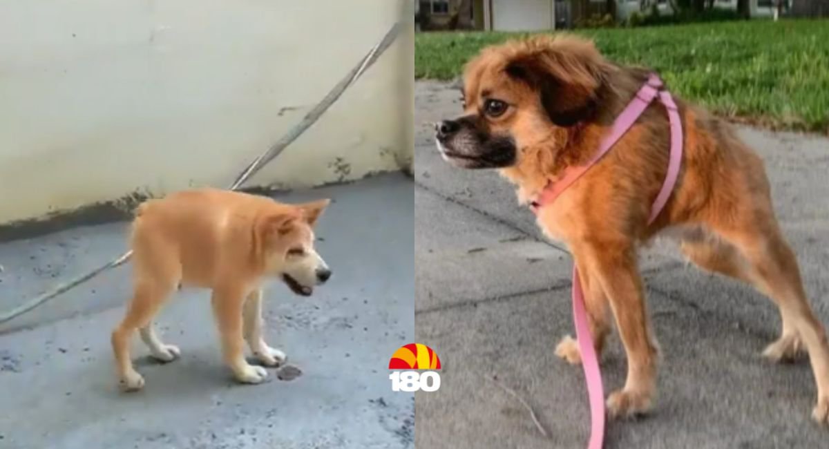 Doença rara faz cães nascerem sem pescoço e com corcunda; entenda as ...