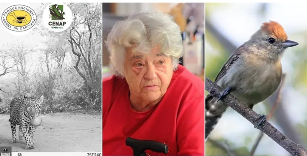 Onça-pintada e nova espécie de ave no Piauí são batizadas em homenagem ...