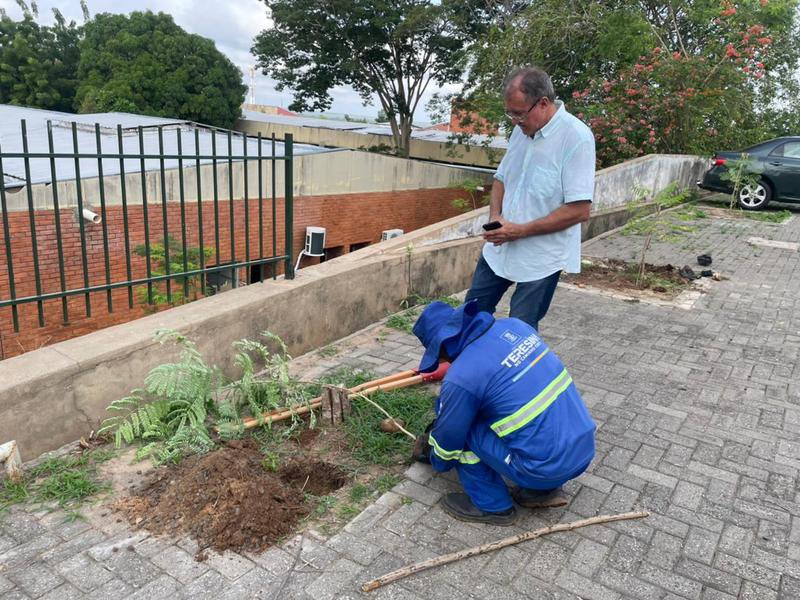 SEMAM inicia plantio de árvores no prédio da FMS para ampliar área ...