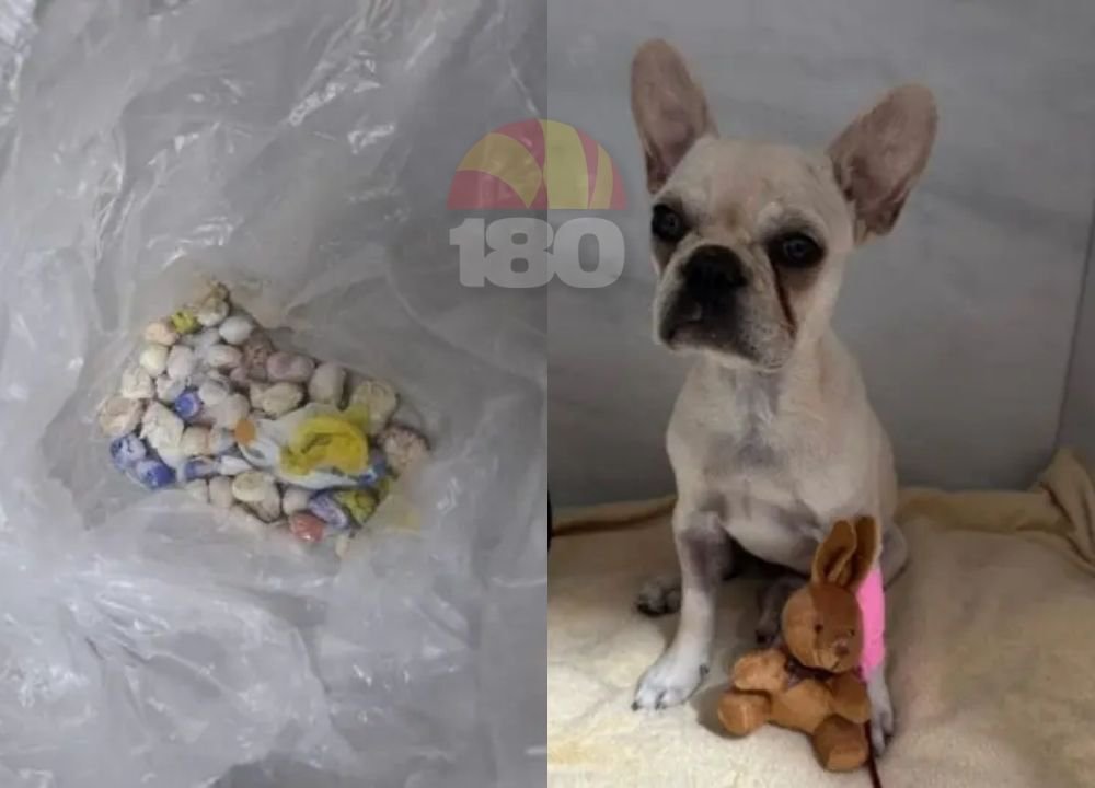 Cachorra passa mal após ingerir 55 pedras de crack e tutora é presa em ...